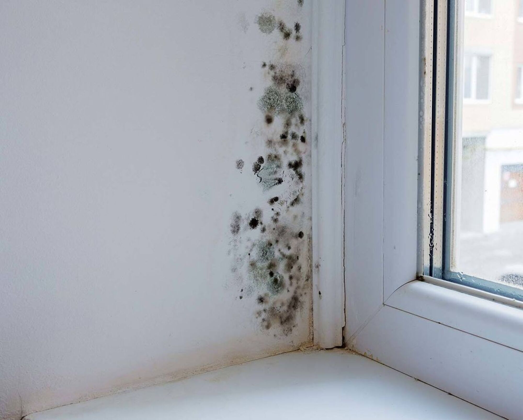 ANTI MOULD PAINT- Prevent Growth of Dangerous MOULD- Available in 10 ...