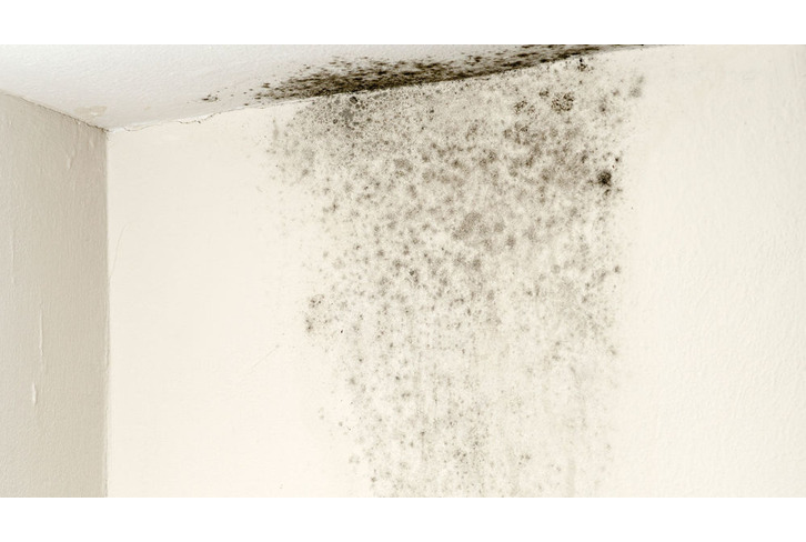 ANTI MOULD PAINT- Prevent Growth of Dangerous MOULD- Available in 10 ...