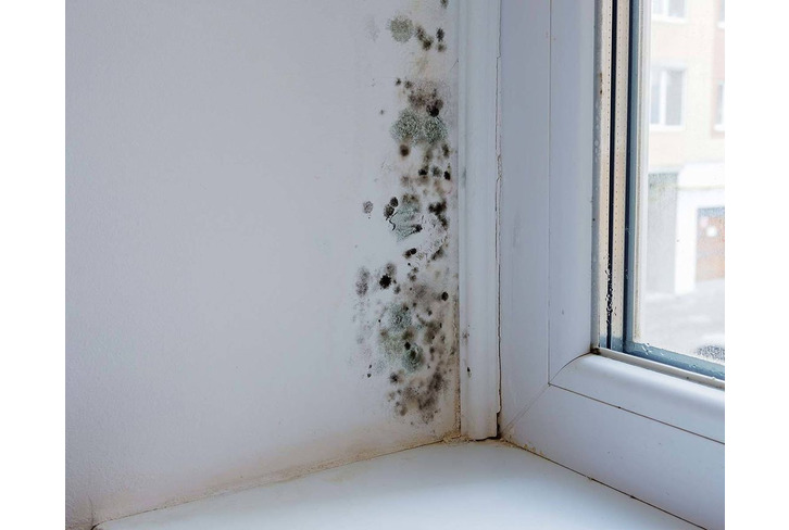 ANTI MOULD PAINT- Prevent Growth of Dangerous MOULD- Available in 10 ...